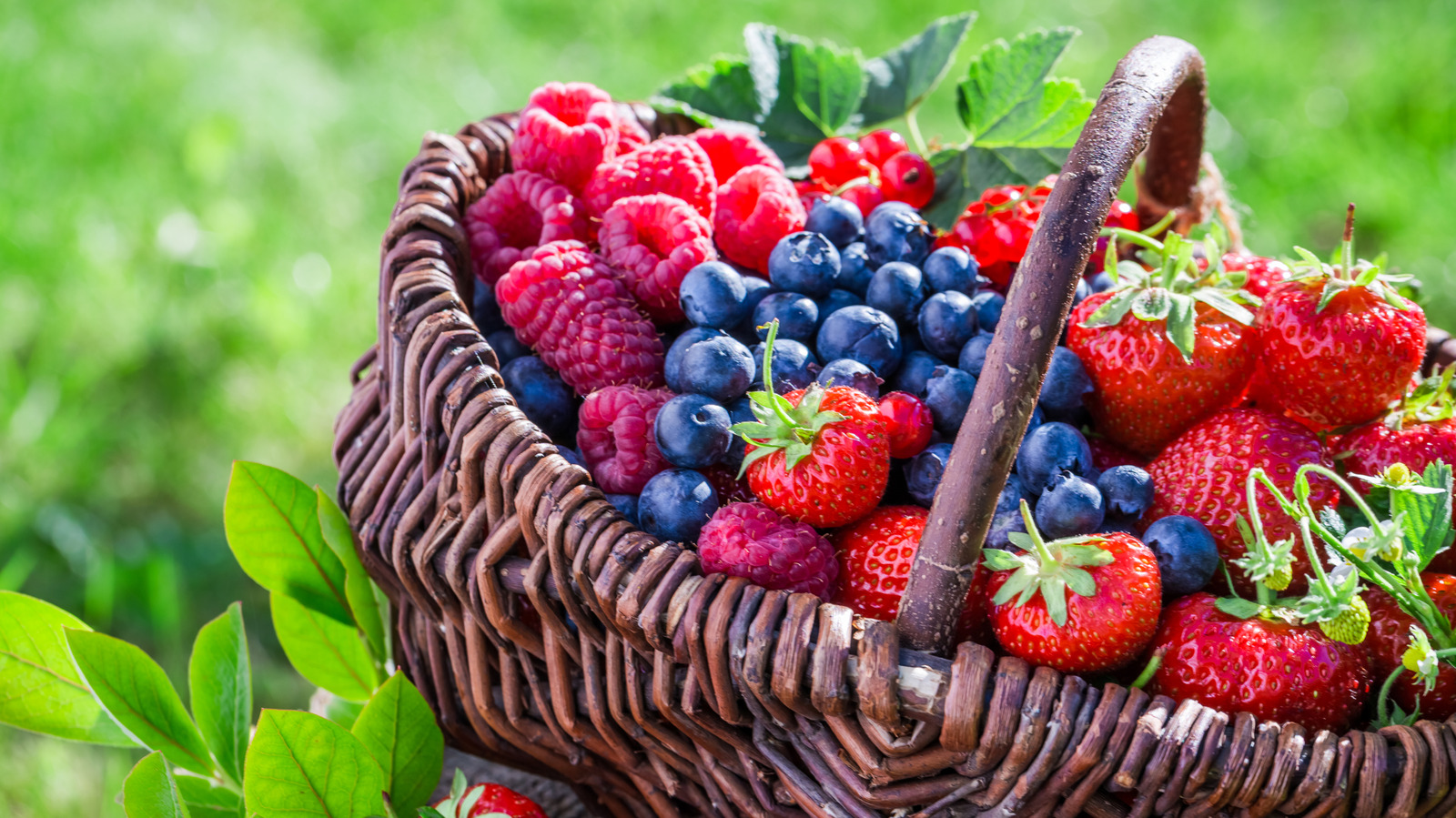 10 Easiest Fruits To Grow In A Small Garden