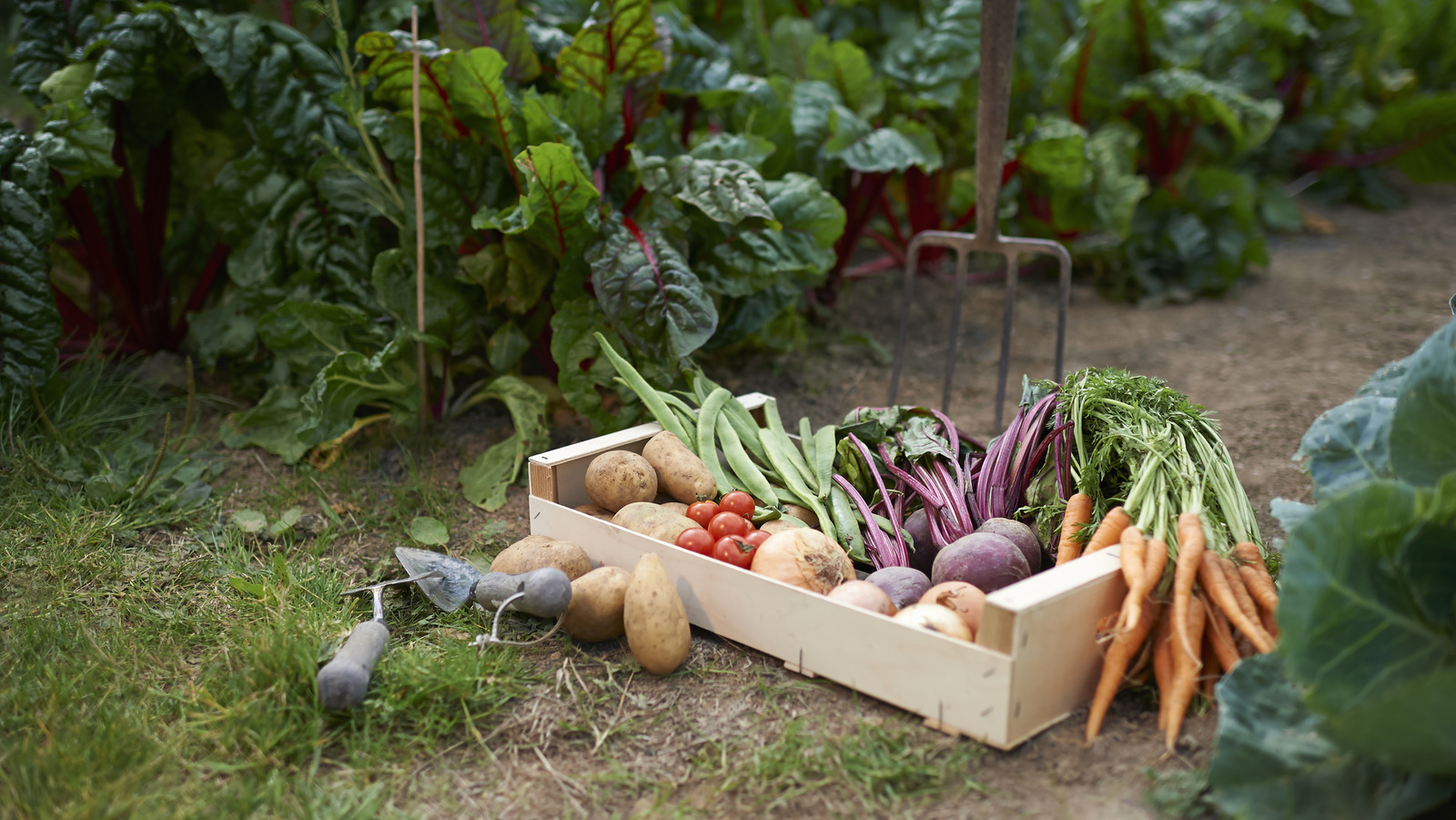 9 Best Places To Buy Fruit & Vegetable Plants Online