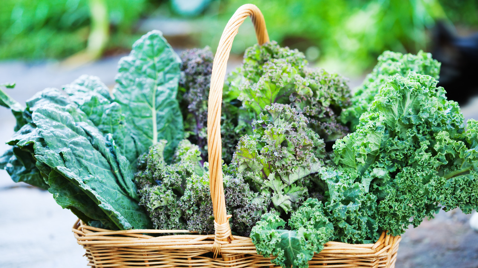 A Complete Guide To Every Type Of Kale