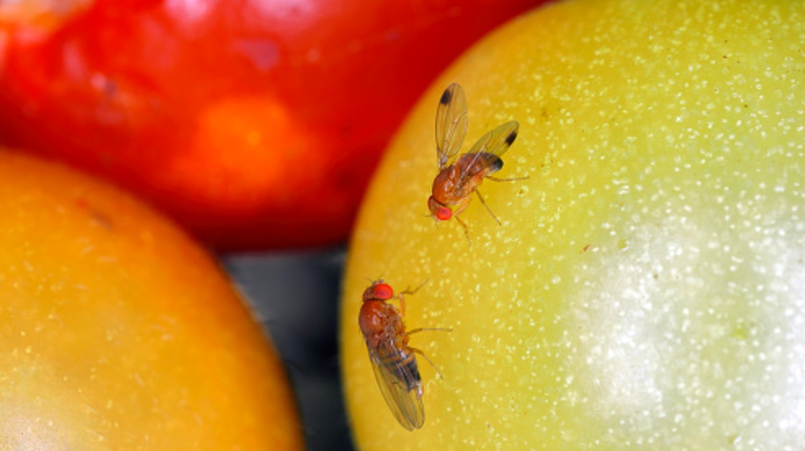 A Surprisingly Effective Fruit Fly Trap You'll Definitely Want To Try ...