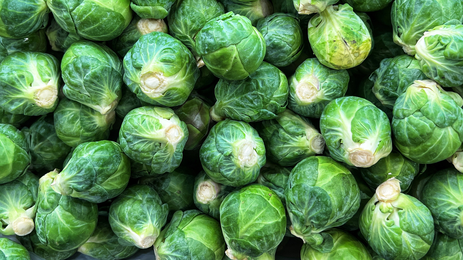 Are Brussels Sprouts Baby Cabbages?