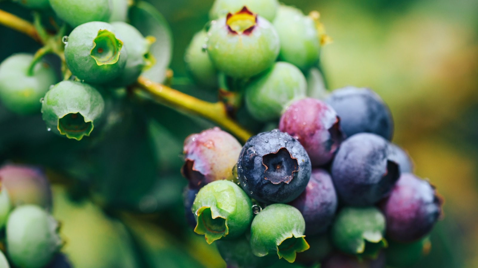 Are Green Blueberries Safe To Eat?