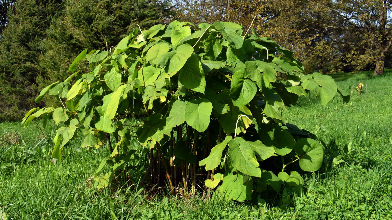 Can You Grow Root Beer?