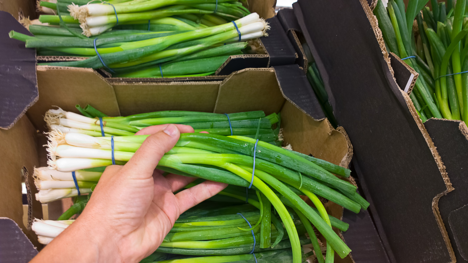 Chives, Green Onions, And Scallions: What's The Difference?