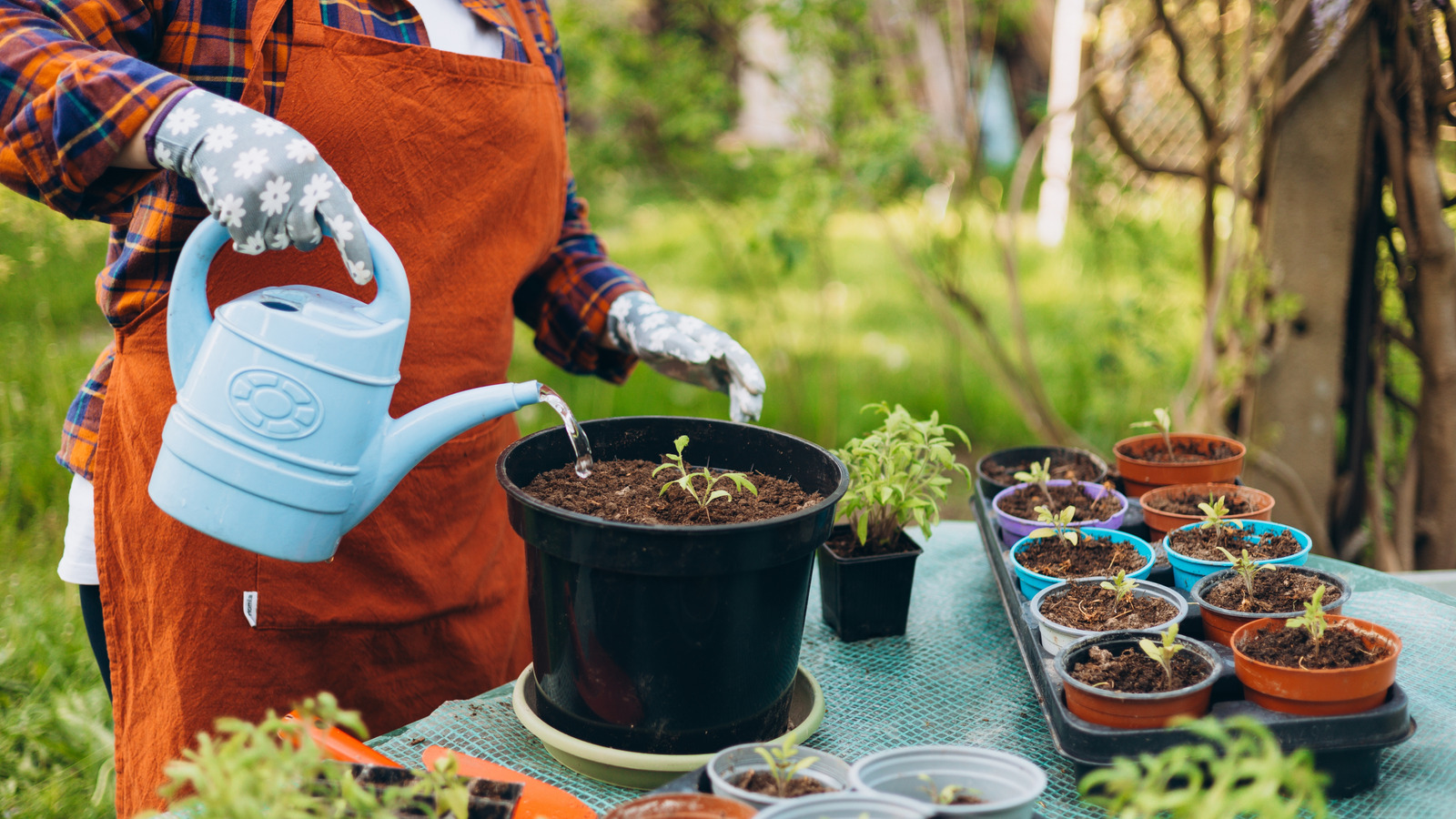 Don't Throw Out Your Leftover Cooking Water. Use It For Your Garden Instead