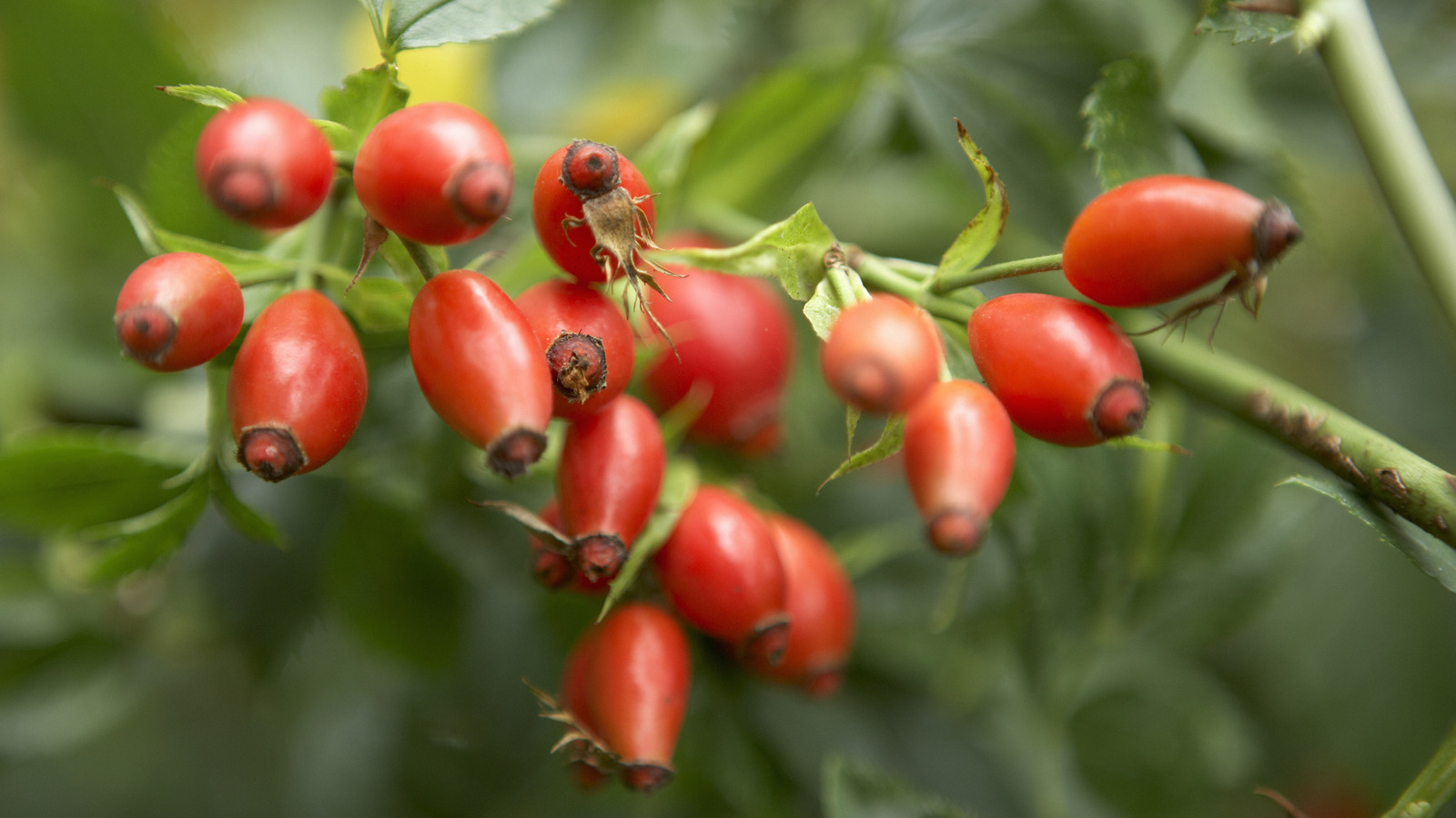 Everything You Need To Know About Rosehips