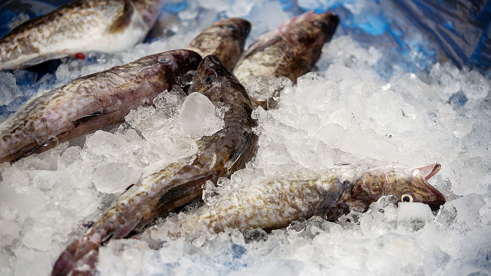 'Fresh' Seafood At Restaurants May Actually Be Frozen: What To Know