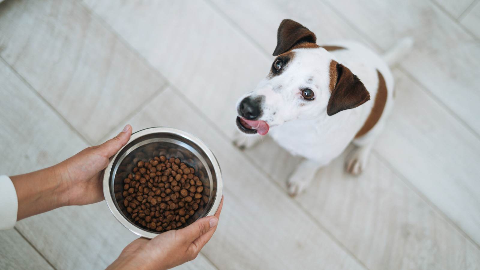 How A Development In Dog Food Led To The Creation Of This Popular ...