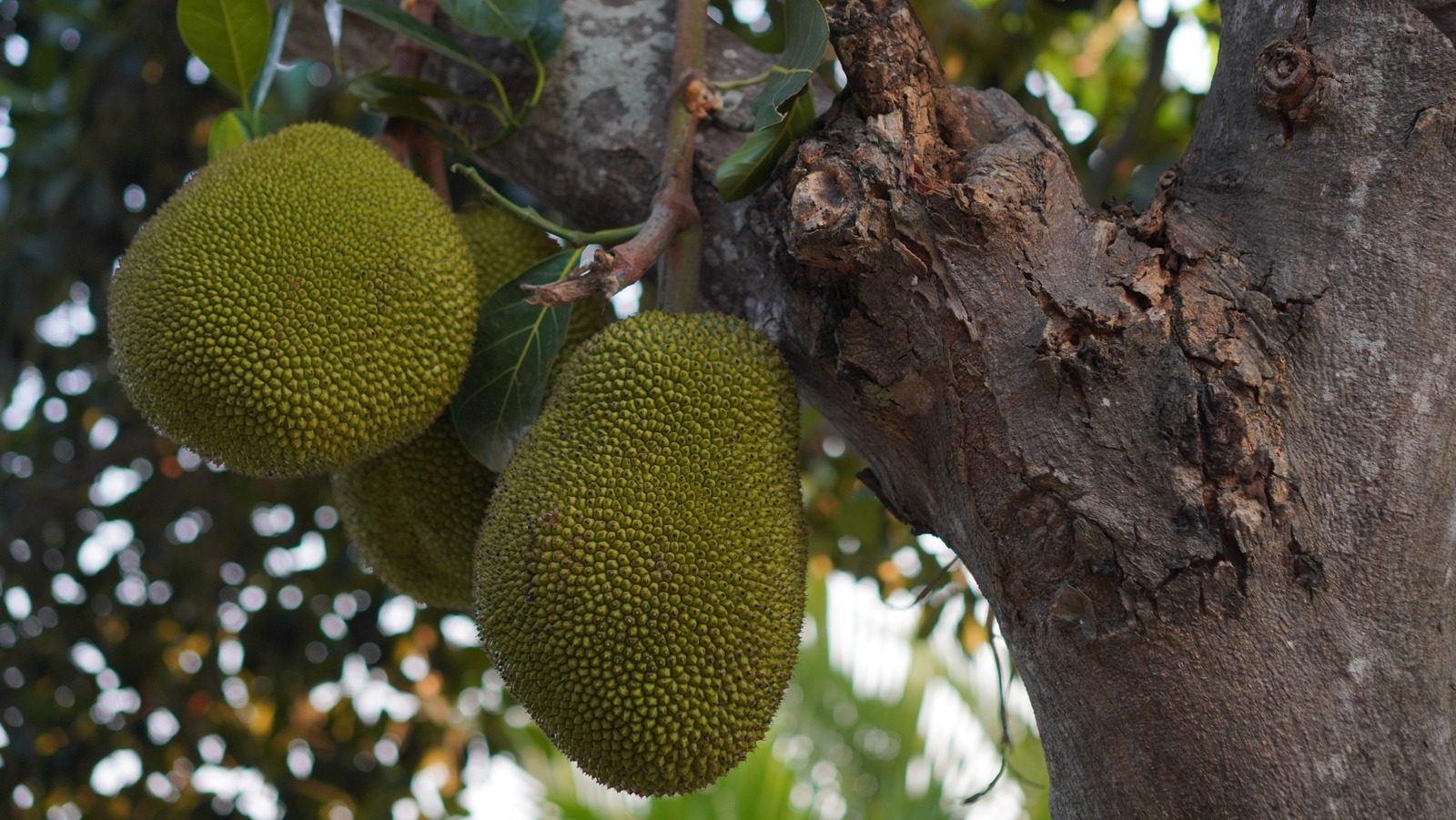 How Long Should You Marinate Jackfruit For The Best Flavor?