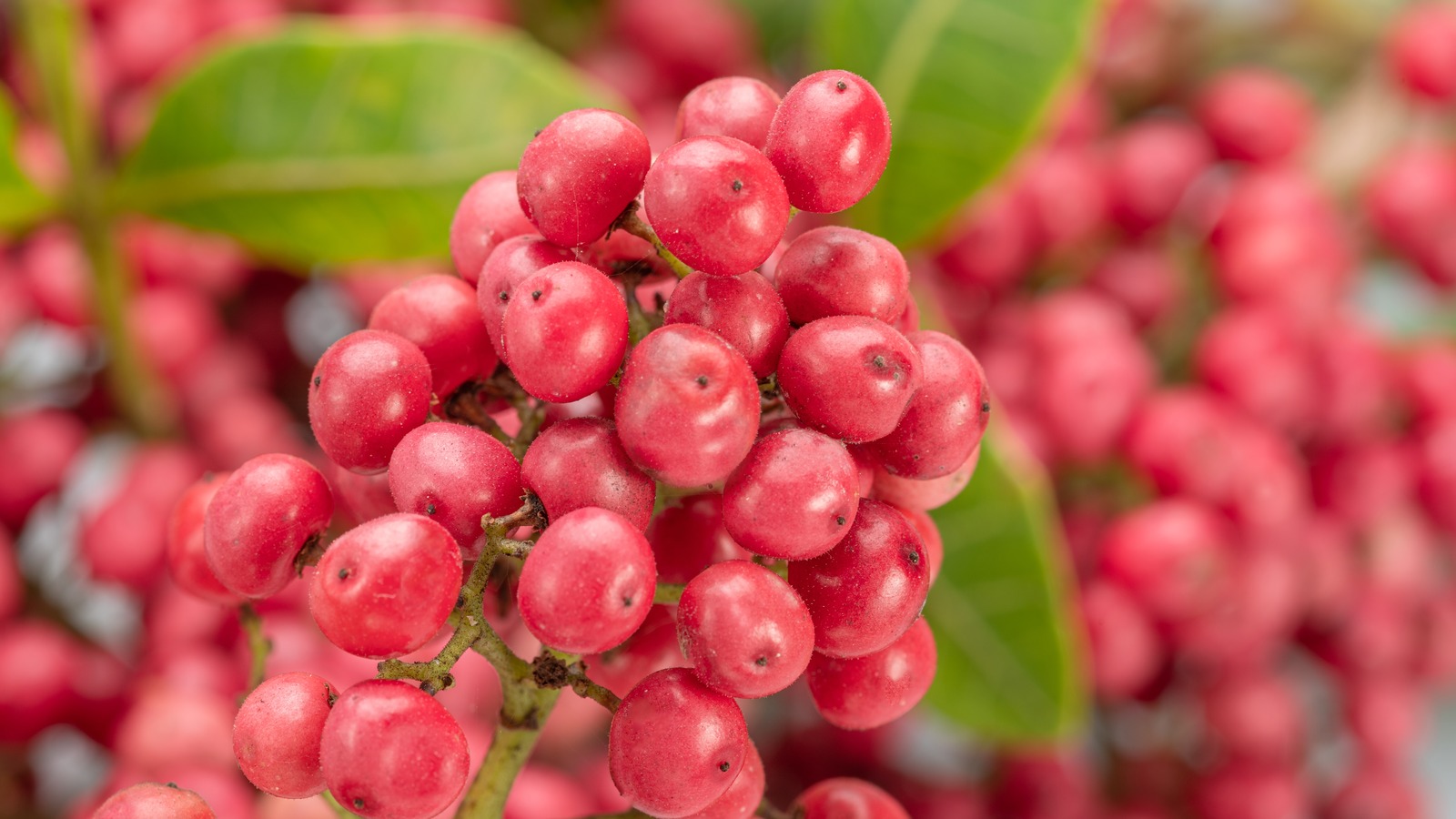 How Pink Peppercorns Are Different From All The Rest