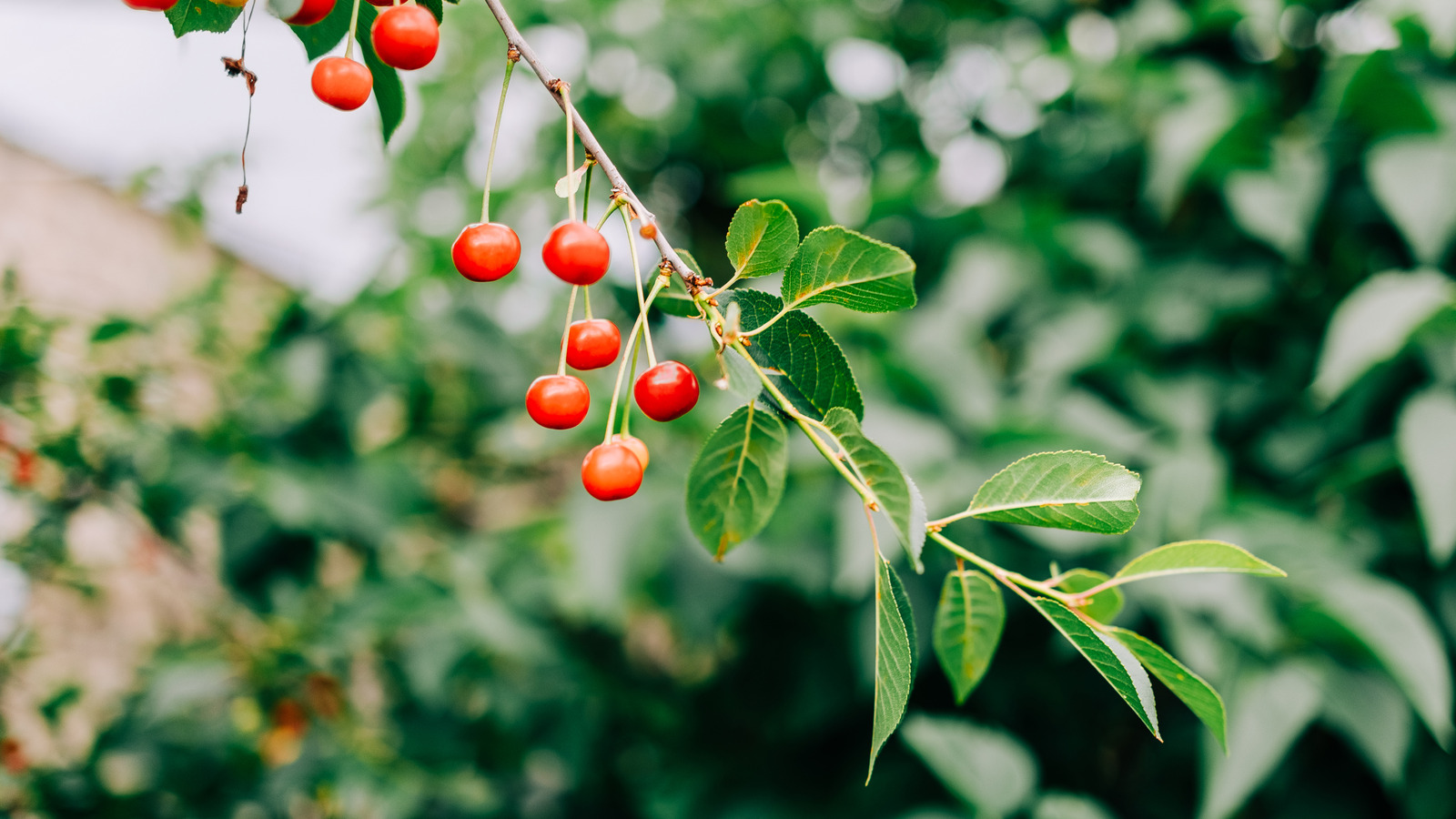 How To Grow Cherry Pits Into Fruit Trees In Your Own Garden