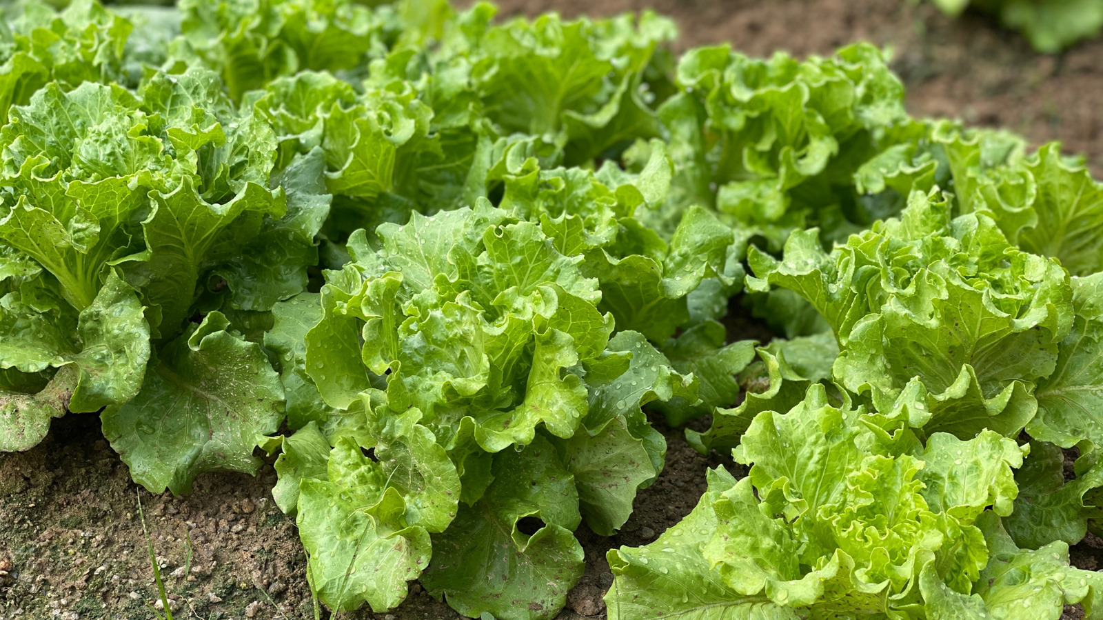 How To Keep Leaf Lettuce Ready To Harvest In Your Vegetable Garden All ...