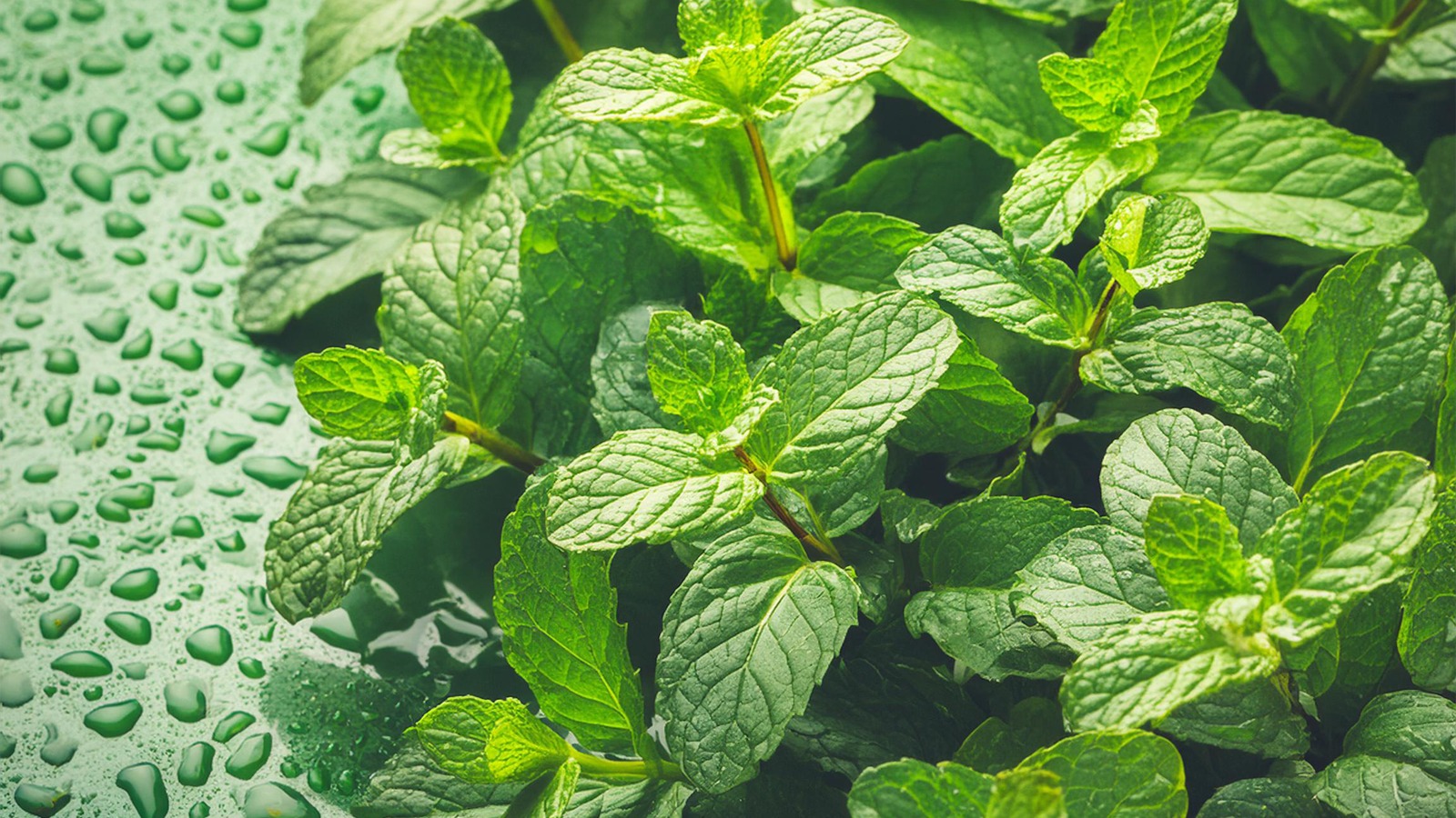 How To Store Fresh Mint To Keep Its Vibrant Flavor Intact