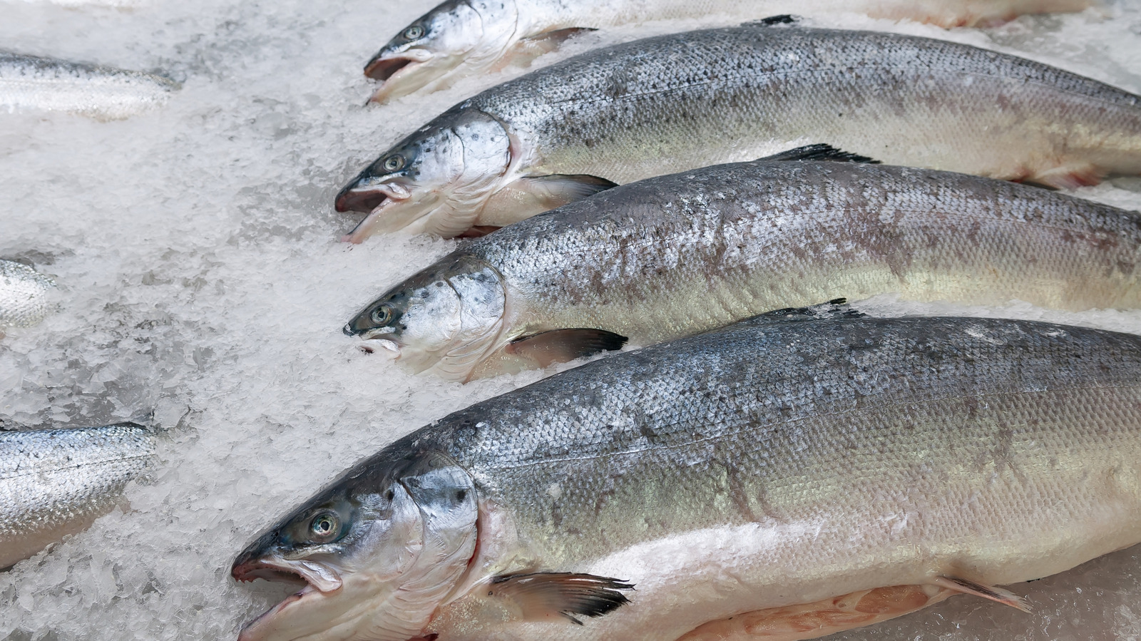 How To Tell If Salmon Is Bad And What To Look For