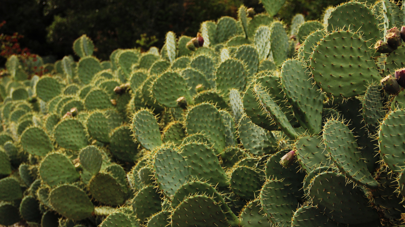 Is It Safe To Drink Cactus Water?