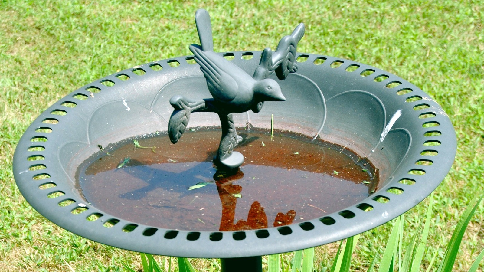 Keep Bird Baths Algae Free With Help From A Kitchen Staple