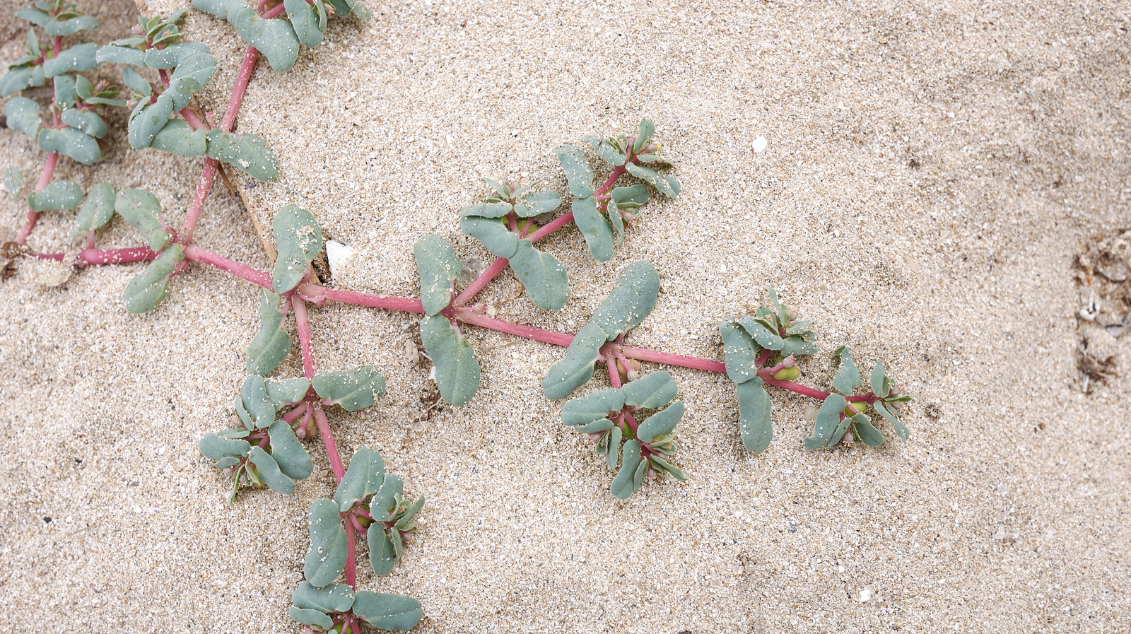 One Common Cooking Ingredient Can Eliminate Fast-Growing Spurge Weed ...
