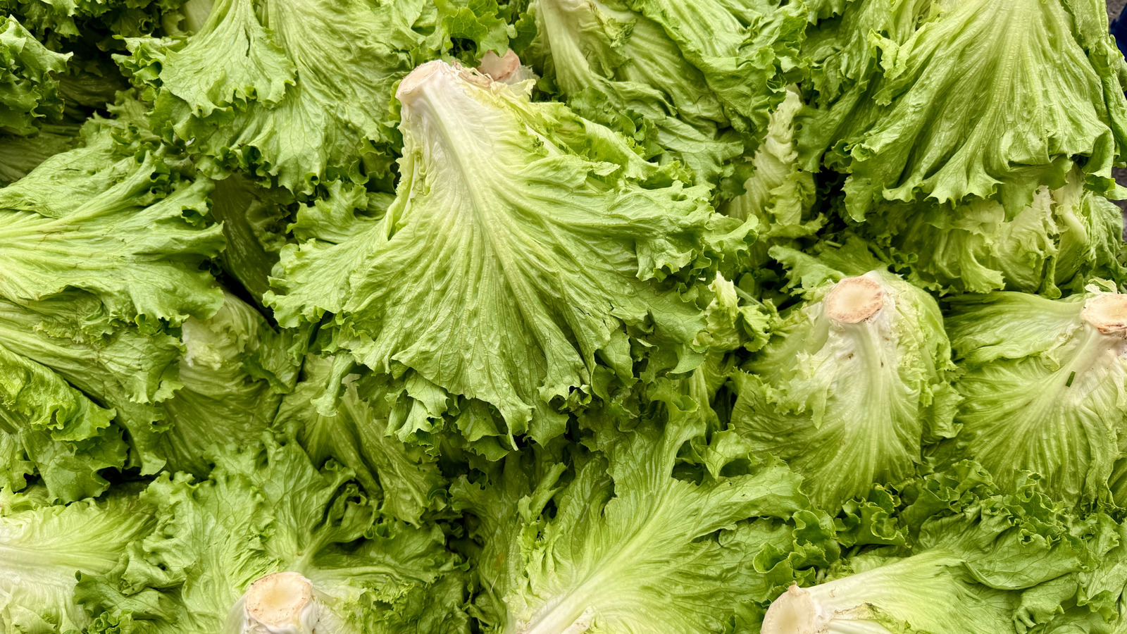 Rinse Lettuce Free Of Bacteria Using Water And This Kitchen Staple