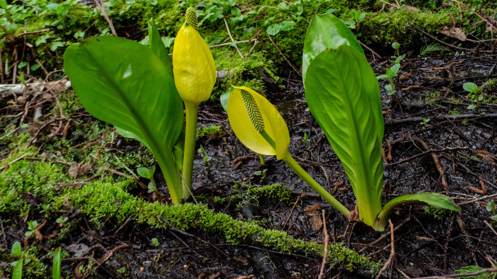 Swamp Cabbage Vs Skunk Cabbage: What's The Difference?