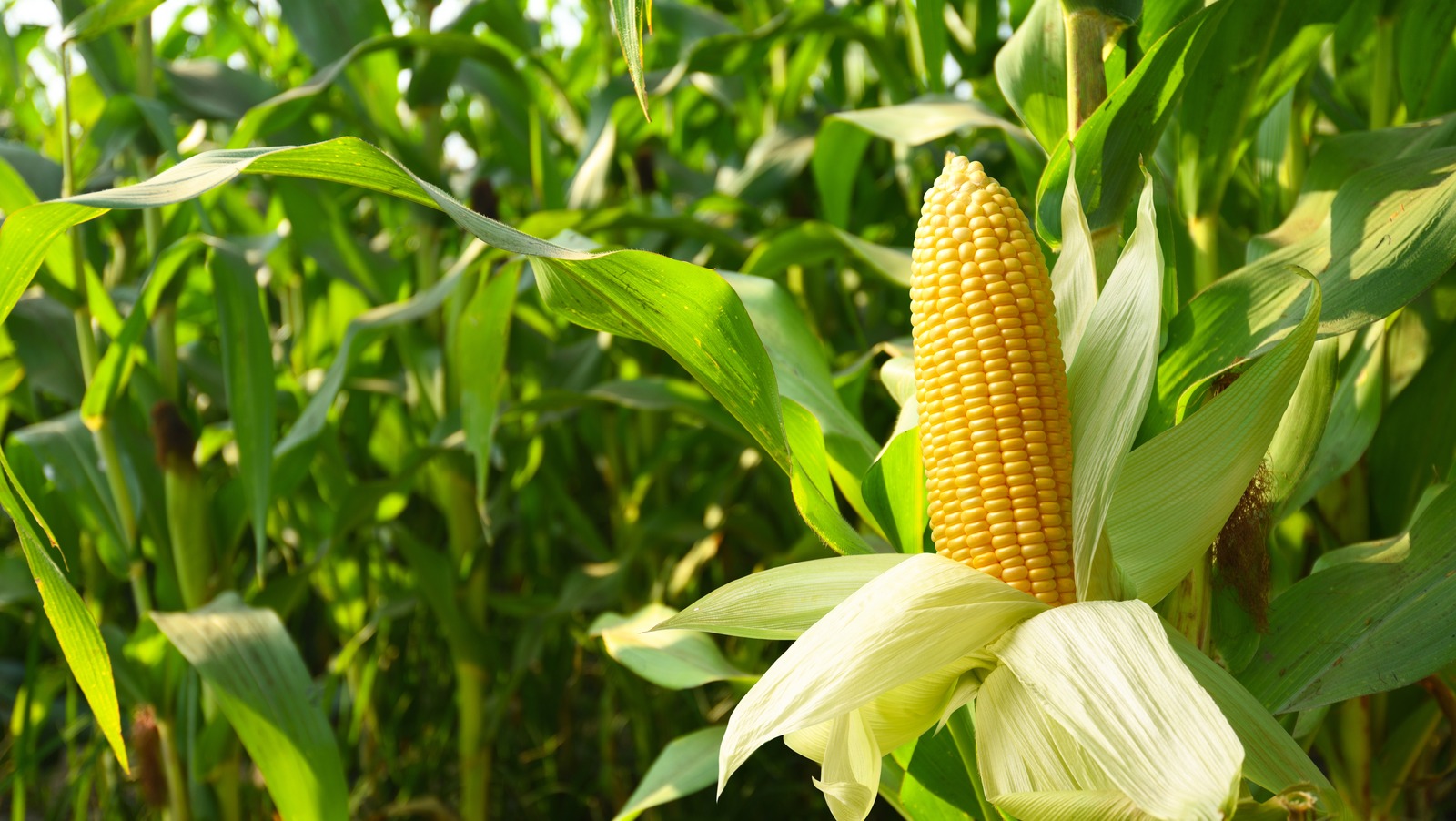 The Best Way To Plant Sweet Corn For A Gardenful Of Plump Ears And ...
