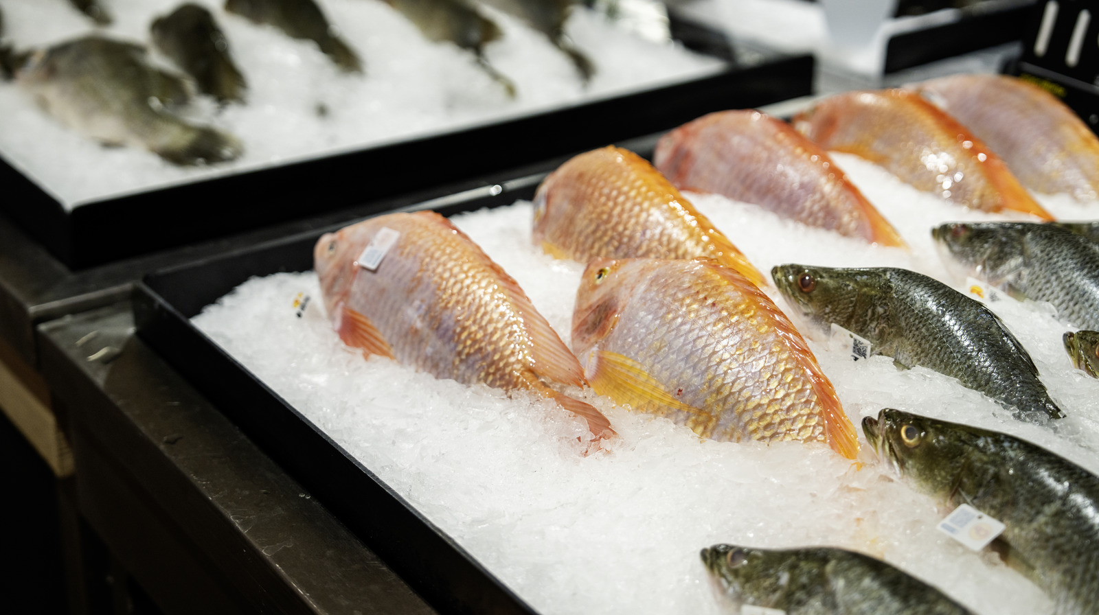 The Biggest Difference Between Preparing Saltwater And Freshwater Fish