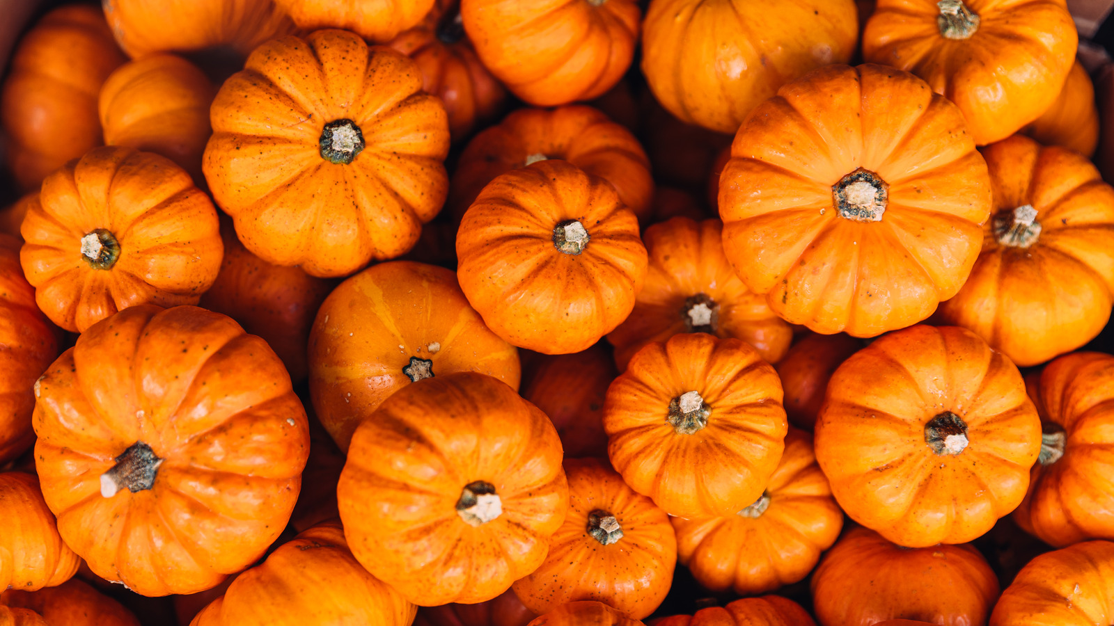 The Country That Produces The Most Pumpkins In The World