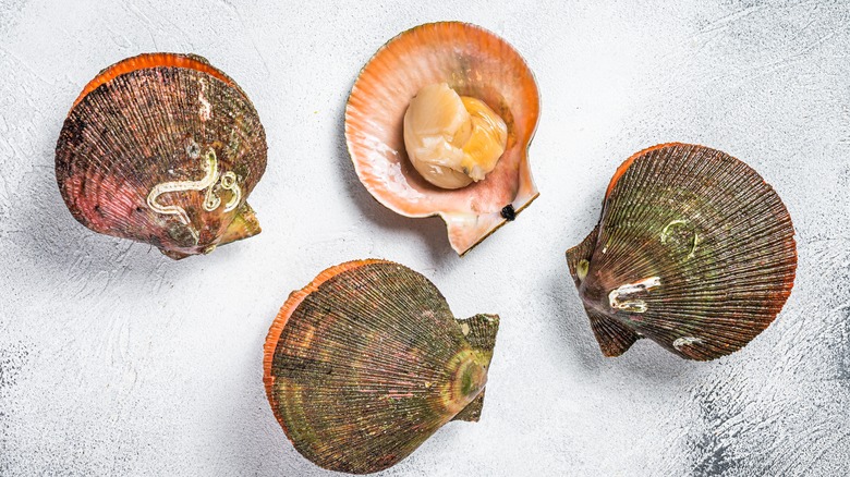 The Differences Between 8 Types Of Scallops, Explained