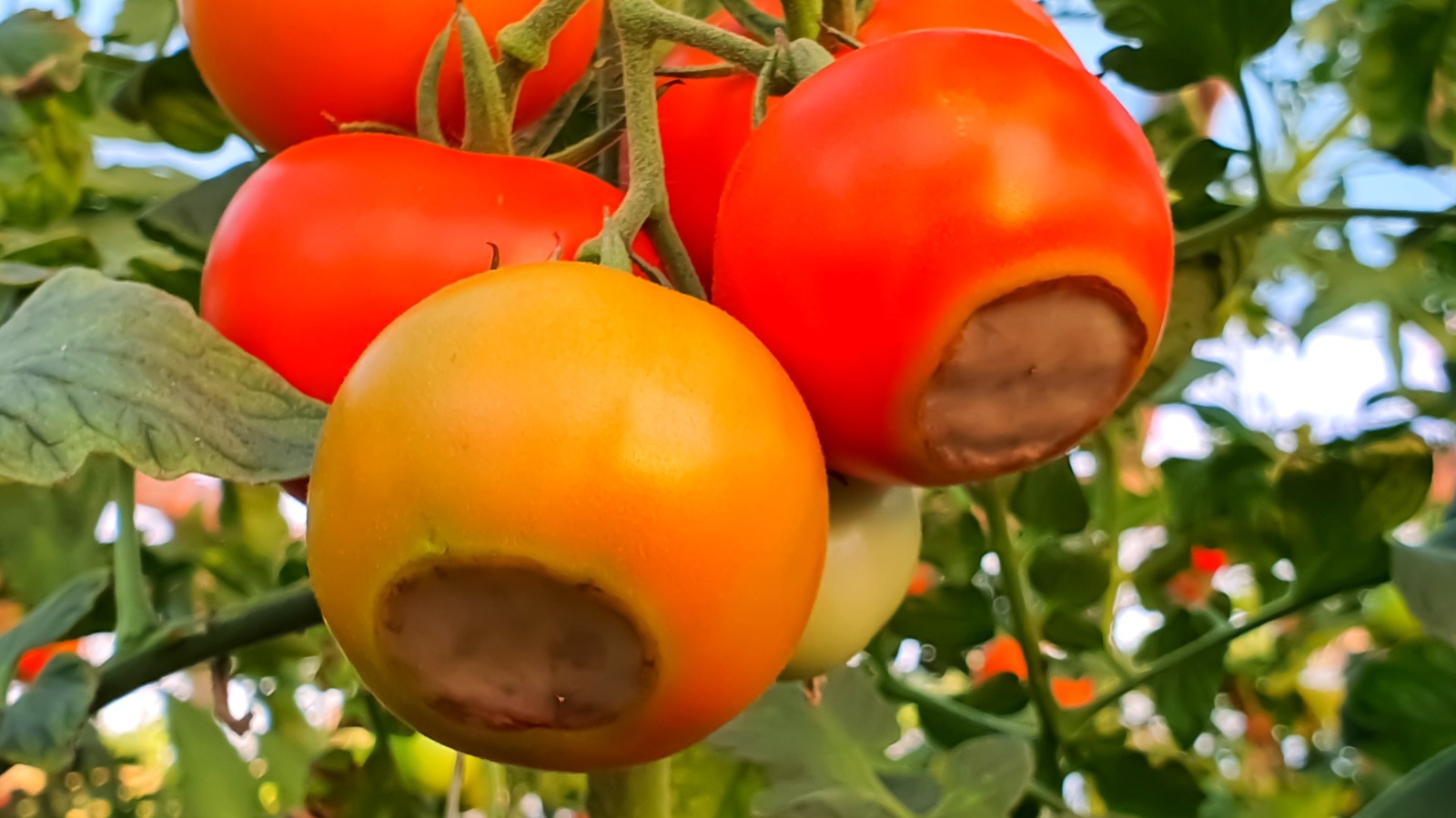 The Easy Way To Prevent Pesky Bottom Rot On Your Tomato Plants