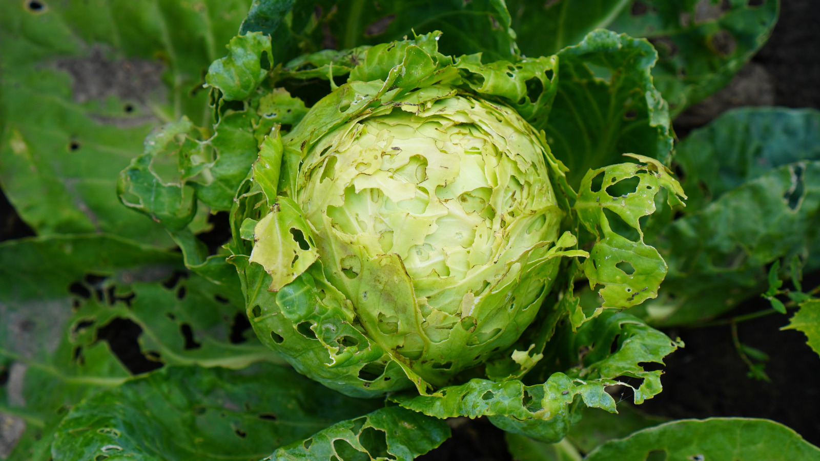 The Garden Pest That's Causing Mysterious Holes In Your Cabbage, And ...