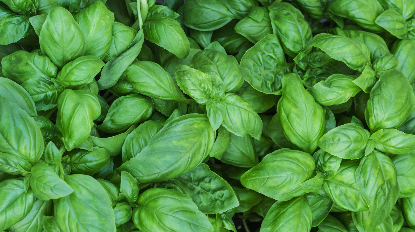 The Last Guide You'll Ever Need For Cooking With Basil