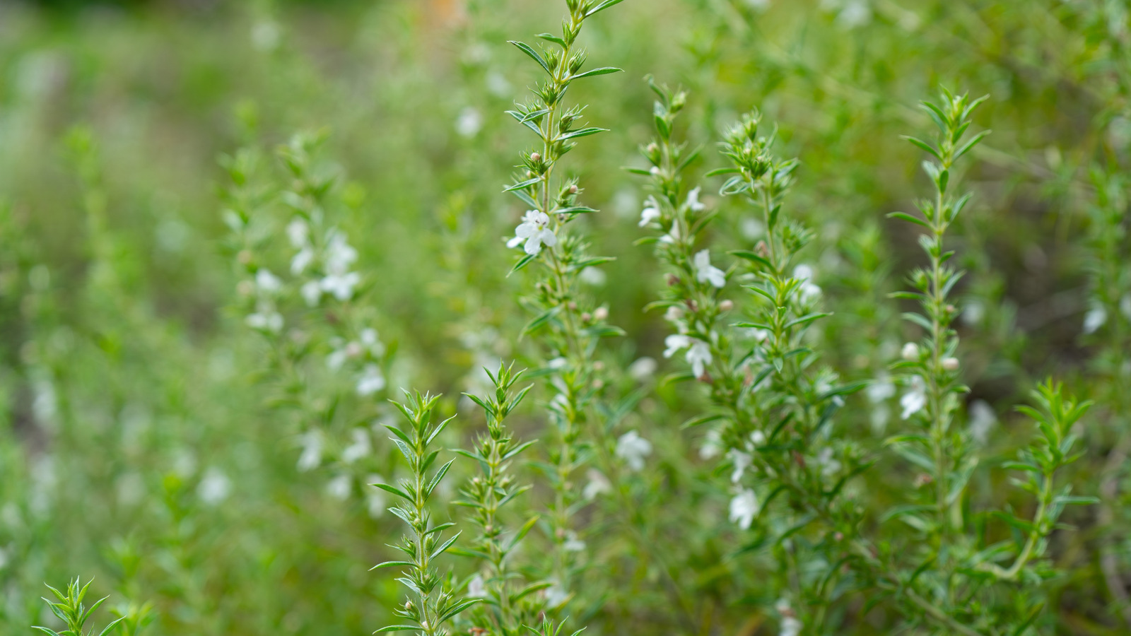 Why You Should Get To Know Summer Savory