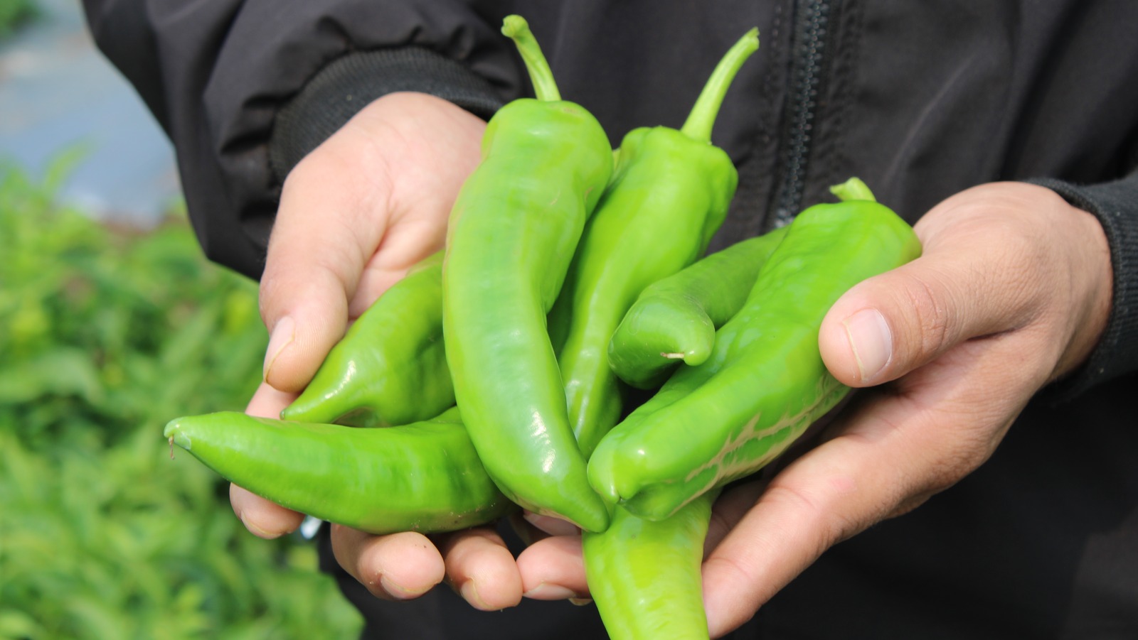 The Only US State Where Farmers Can Grow Hatch Chiles