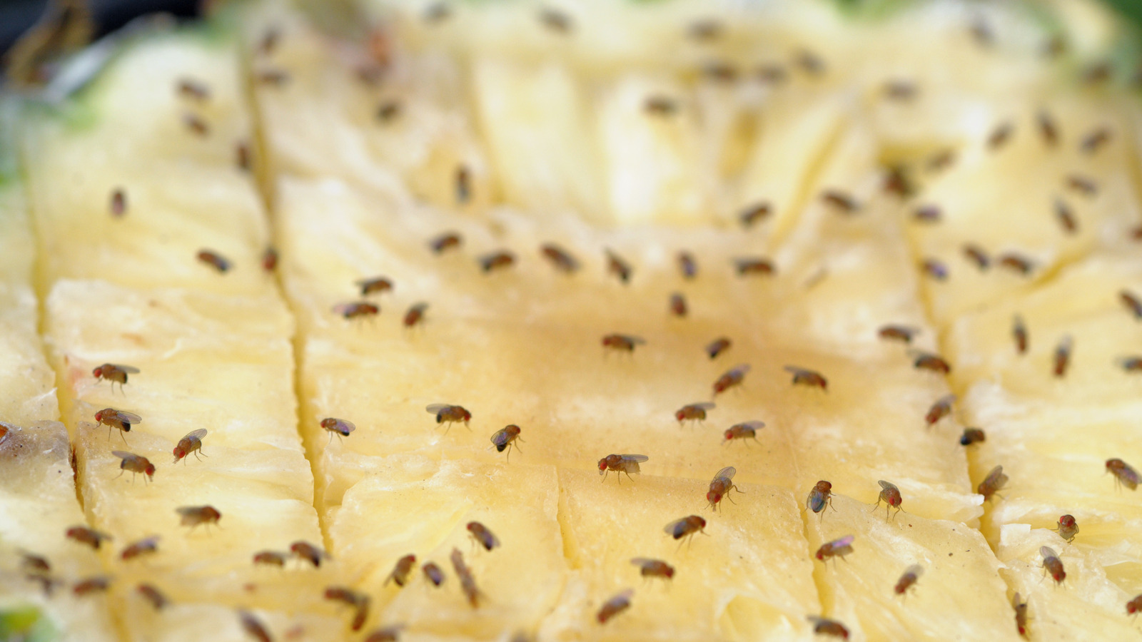 How To Get Rid Of Fruit Flies In Your Kitchen