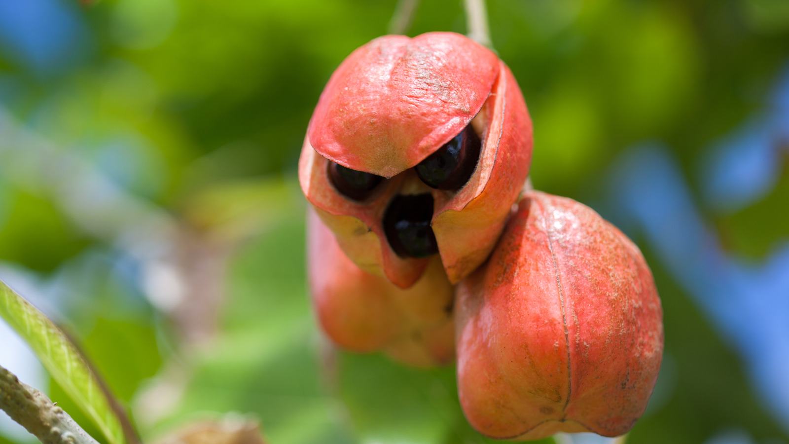 The Potentially Toxic Chemical That Makes Jamaica's National Fruit Illegal