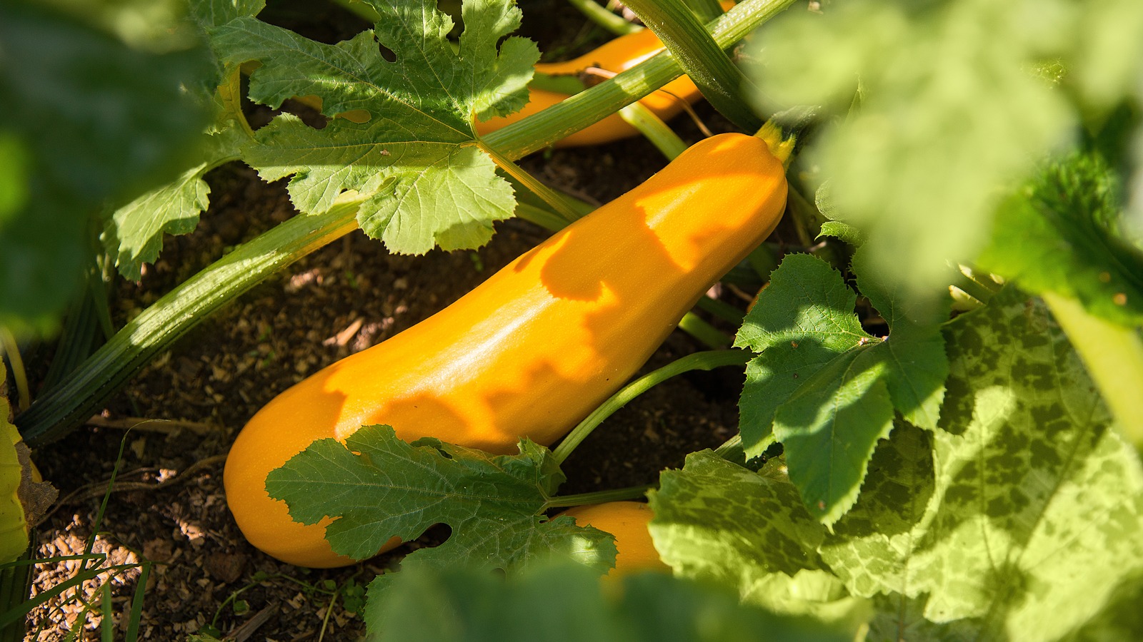 The Southern Way To Make Squash Is A Crispy Fried Dream