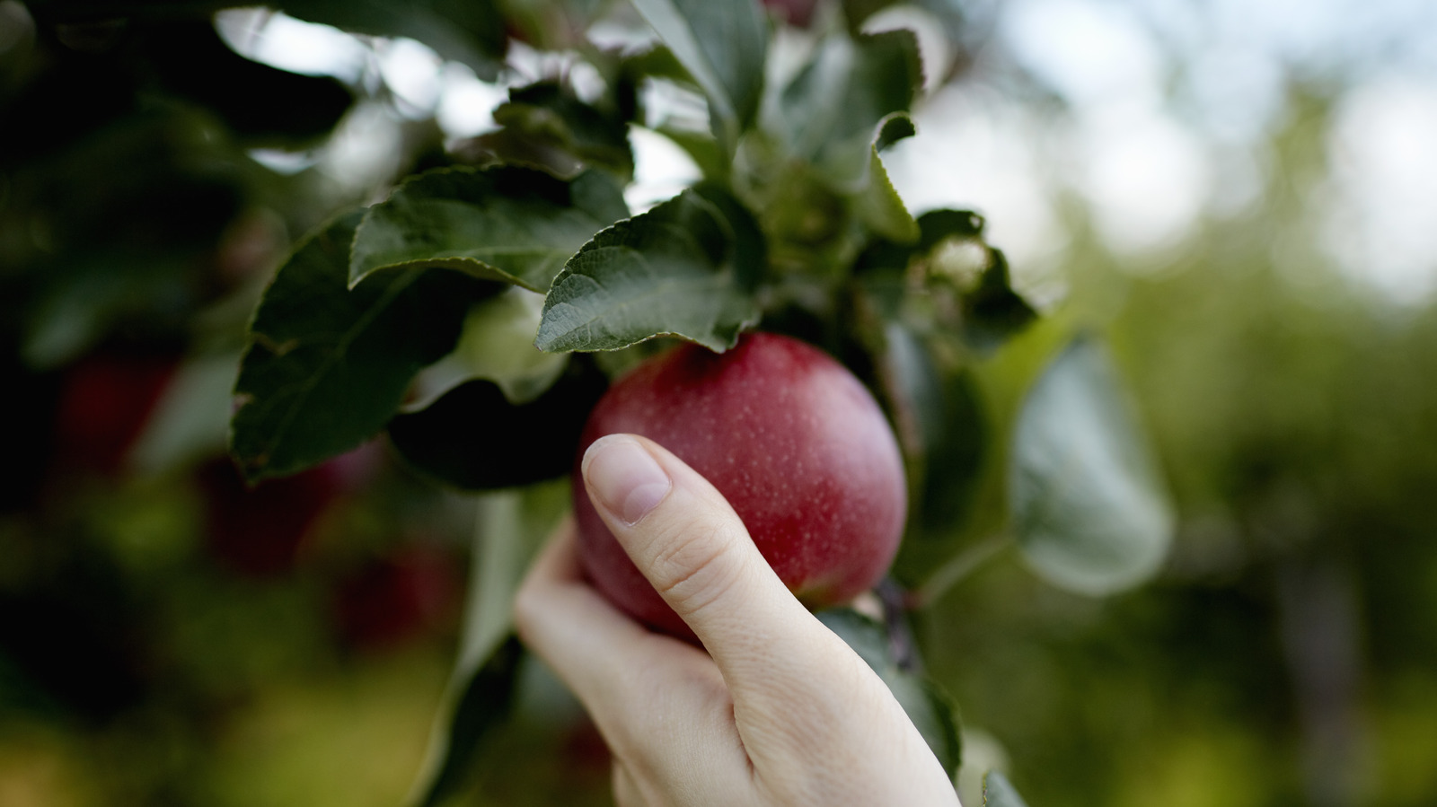 The Strange Origin Of The Phrase 'Apple Of My Eye'
