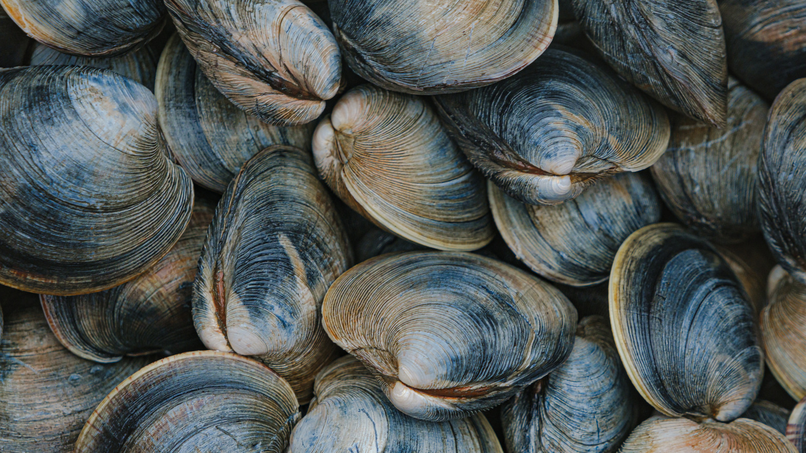 Are Clams That Don't Open After Being Cooked Safe To Eat?