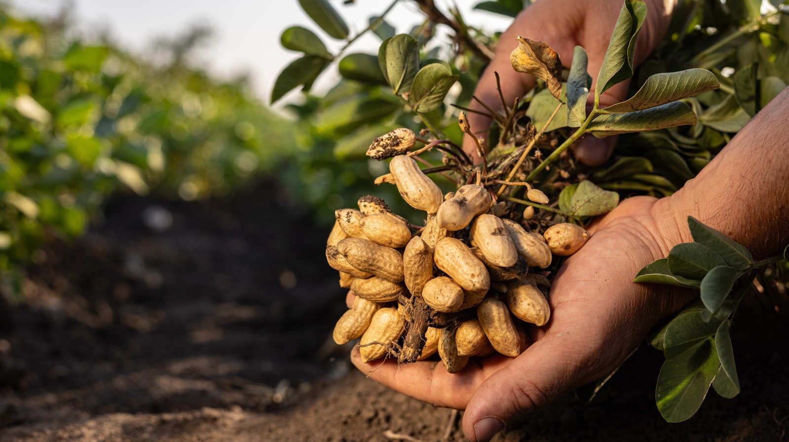 The Two US Presidents Who Were Once Peanut Farmers