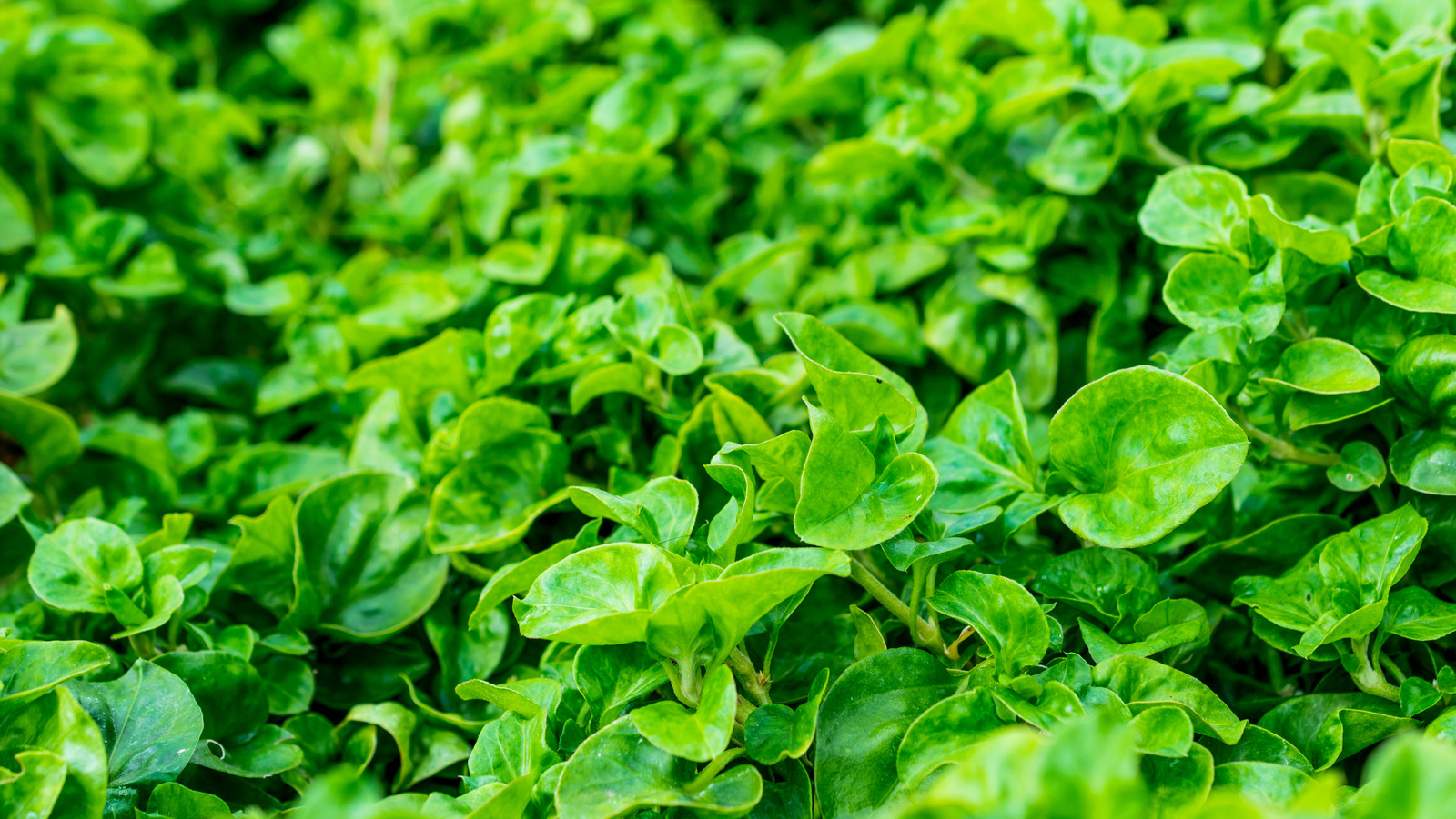 The Underrated Veggie That Gives Mashed Potatoes A Flavorful Bite