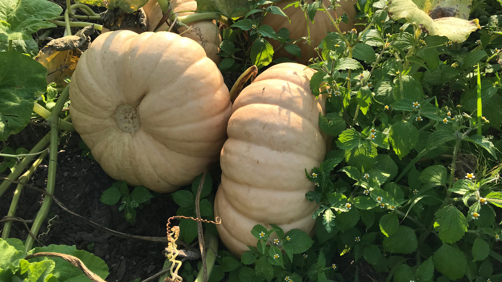 The Unique Pumpkin Variety That Dates Back To The 19th Century
