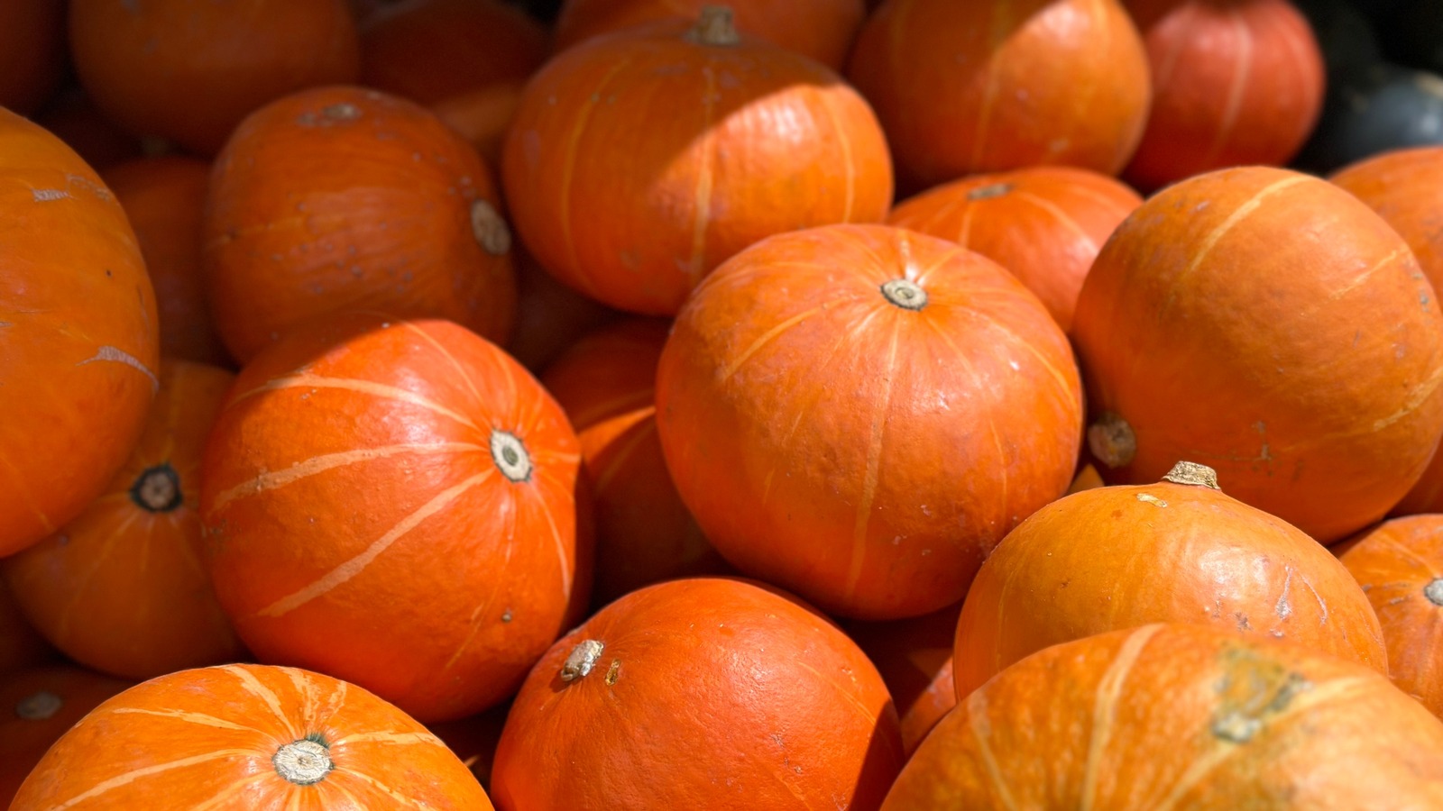Illinois Produces The Most Pumpkins In The US