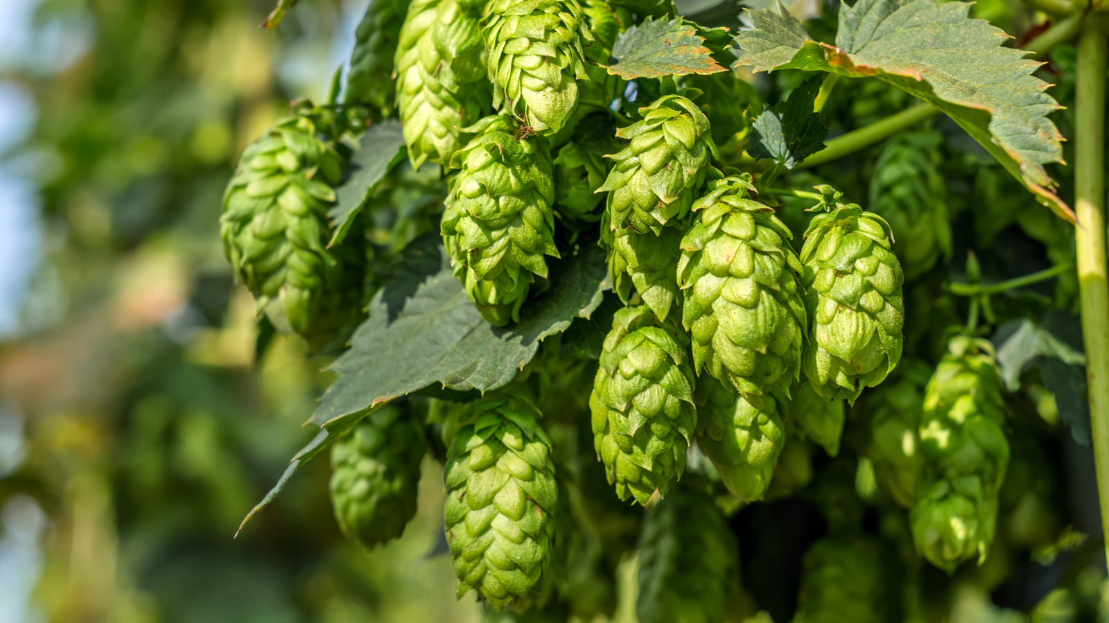This US State Produces The Most Hops, And It's A Must-Visit For Beer Lovers