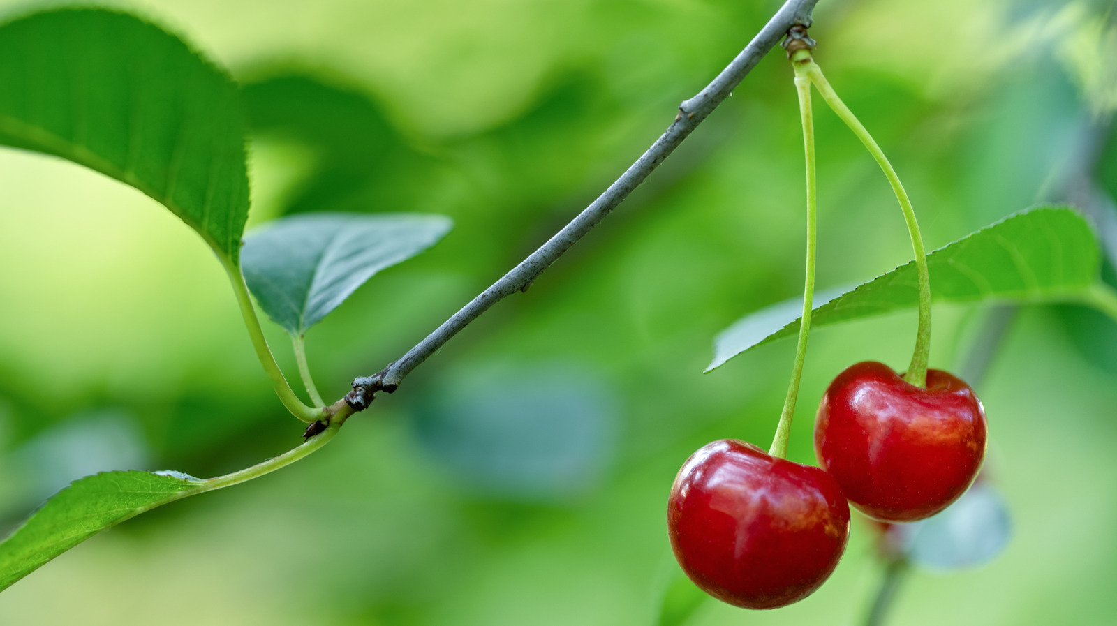 How To Grow Multiple Fruits On The Same Tree