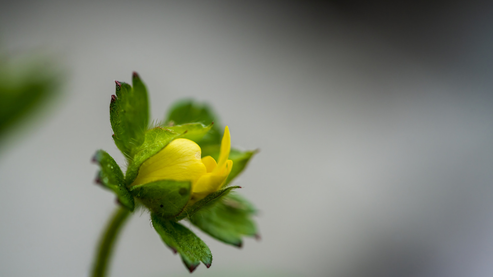 What It Means When You Spot A Strawberry With Yellow Flowers