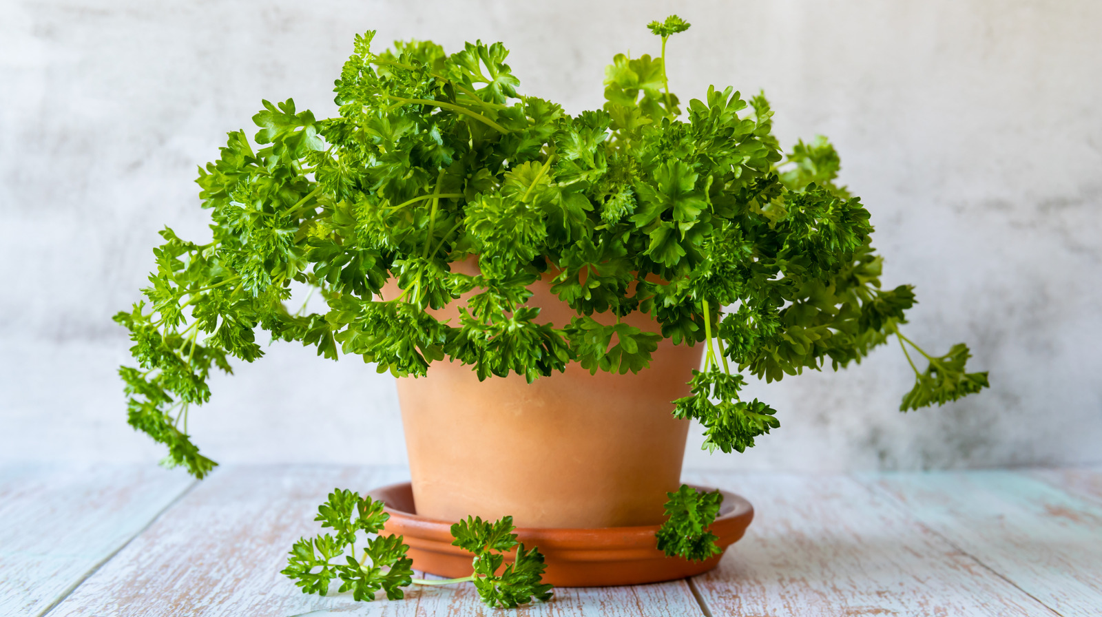 What It Takes To Grow Bushier Parsley