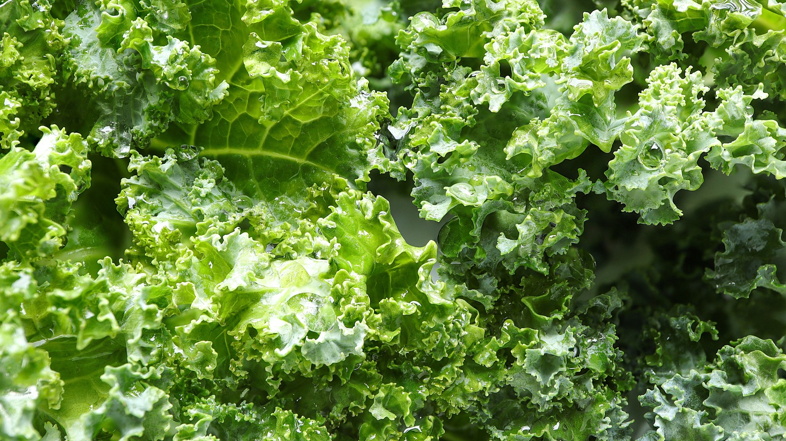 How To Choose The Freshest Kale