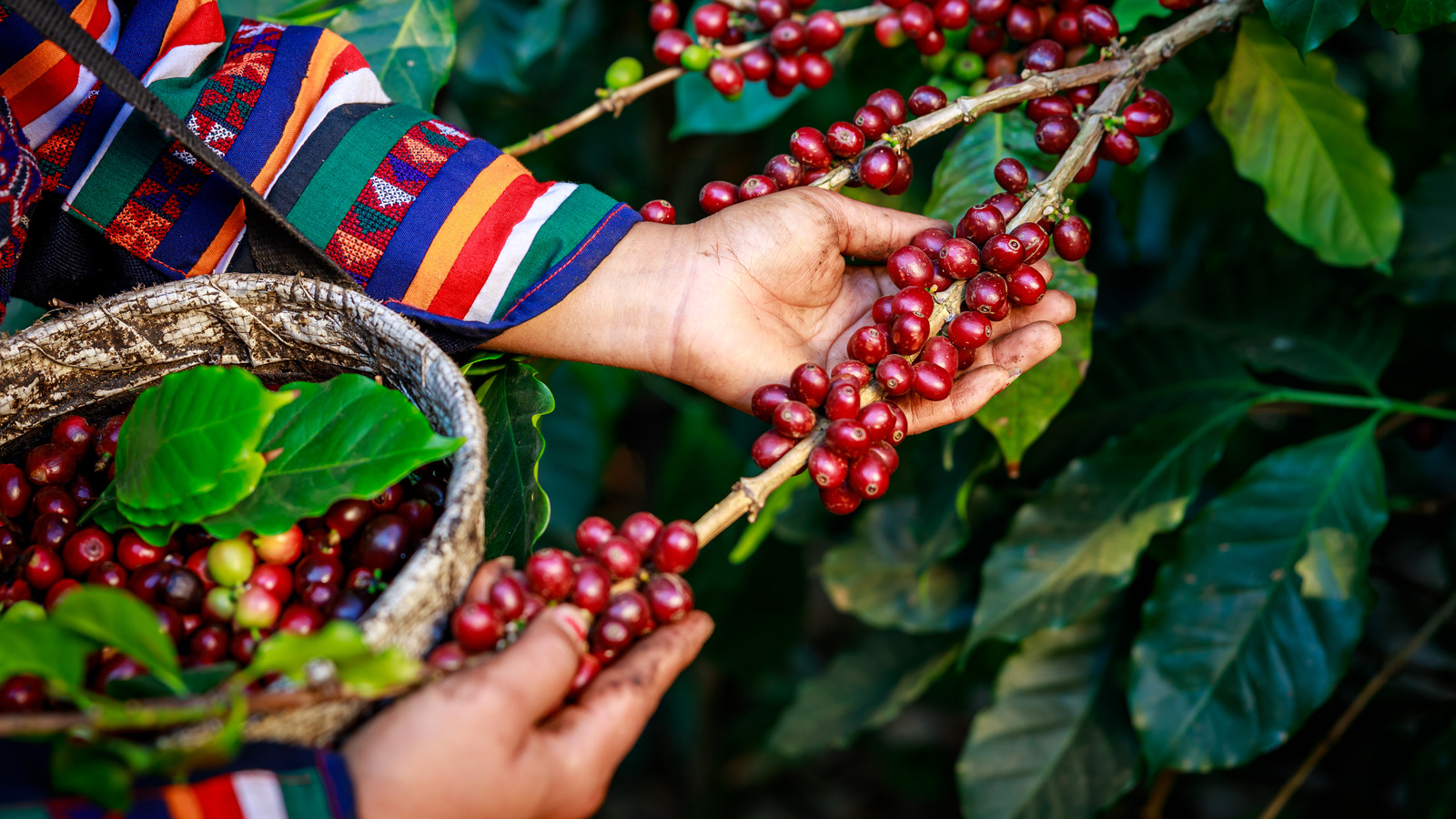 What Your Coffee's Source Country Tells You About Its Flavor
