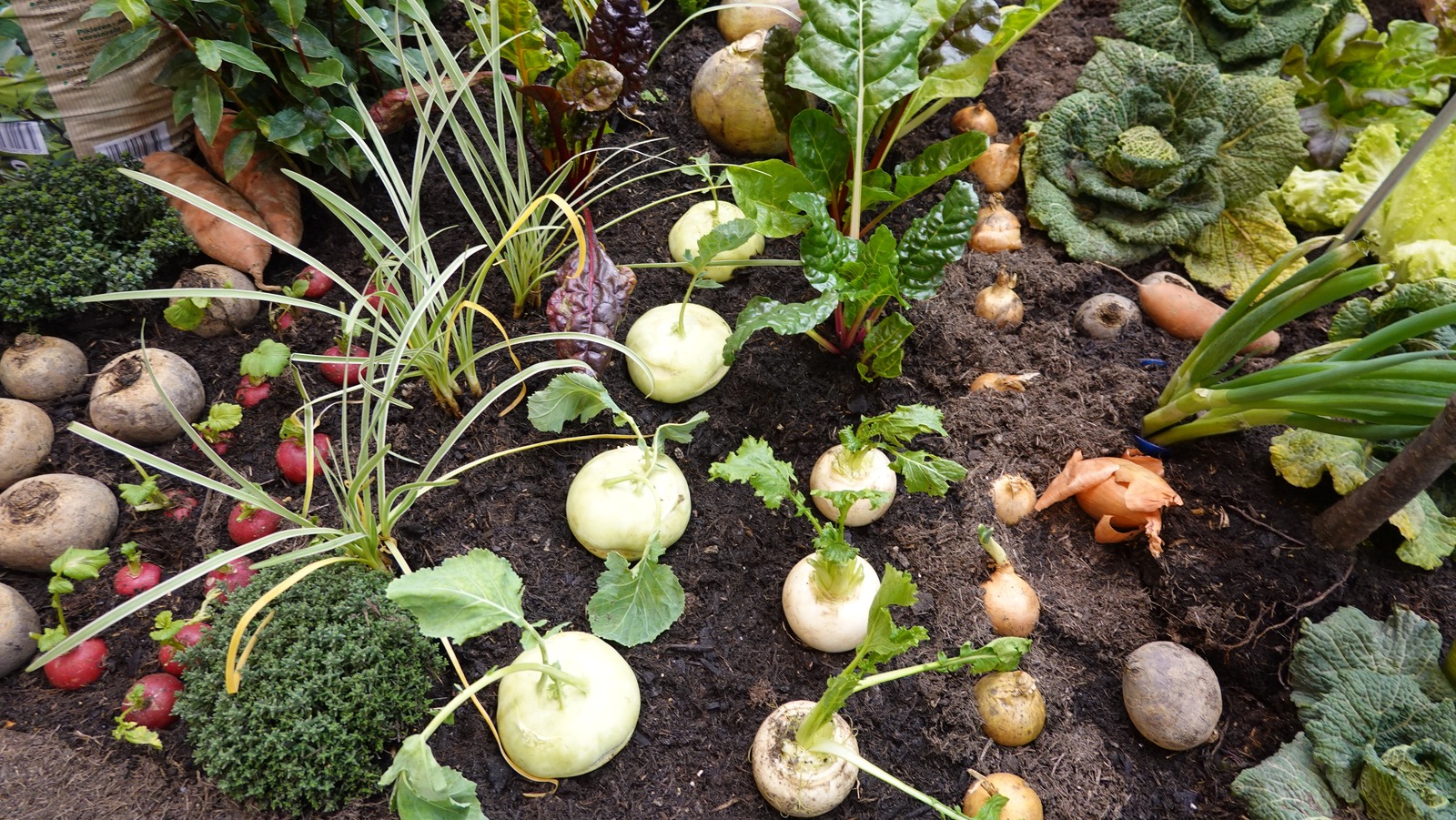 What's The Difference Between A Turnip And A Kohlrabi?