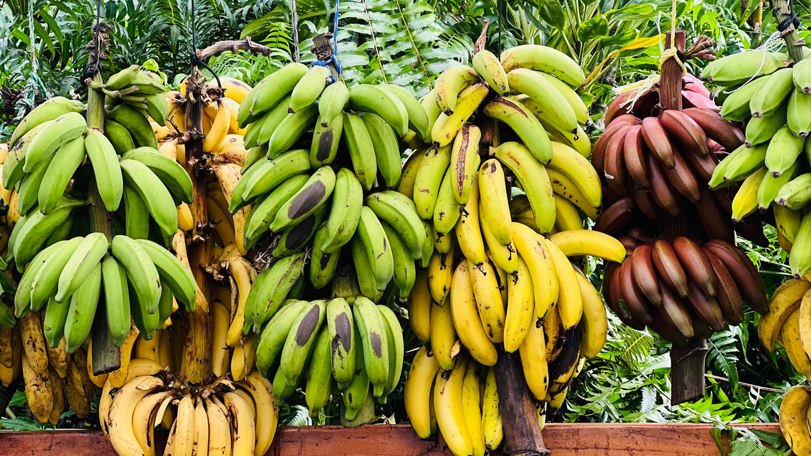 What's The Difference Between Red And Yellow Bananas?