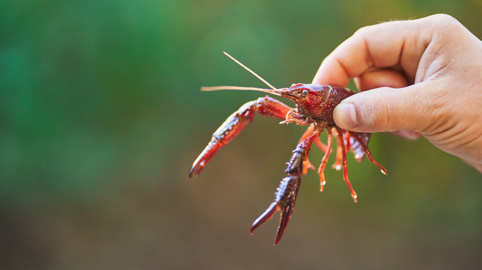 When Eating Crawfish, Don't Skip This Flavor-Packed Part